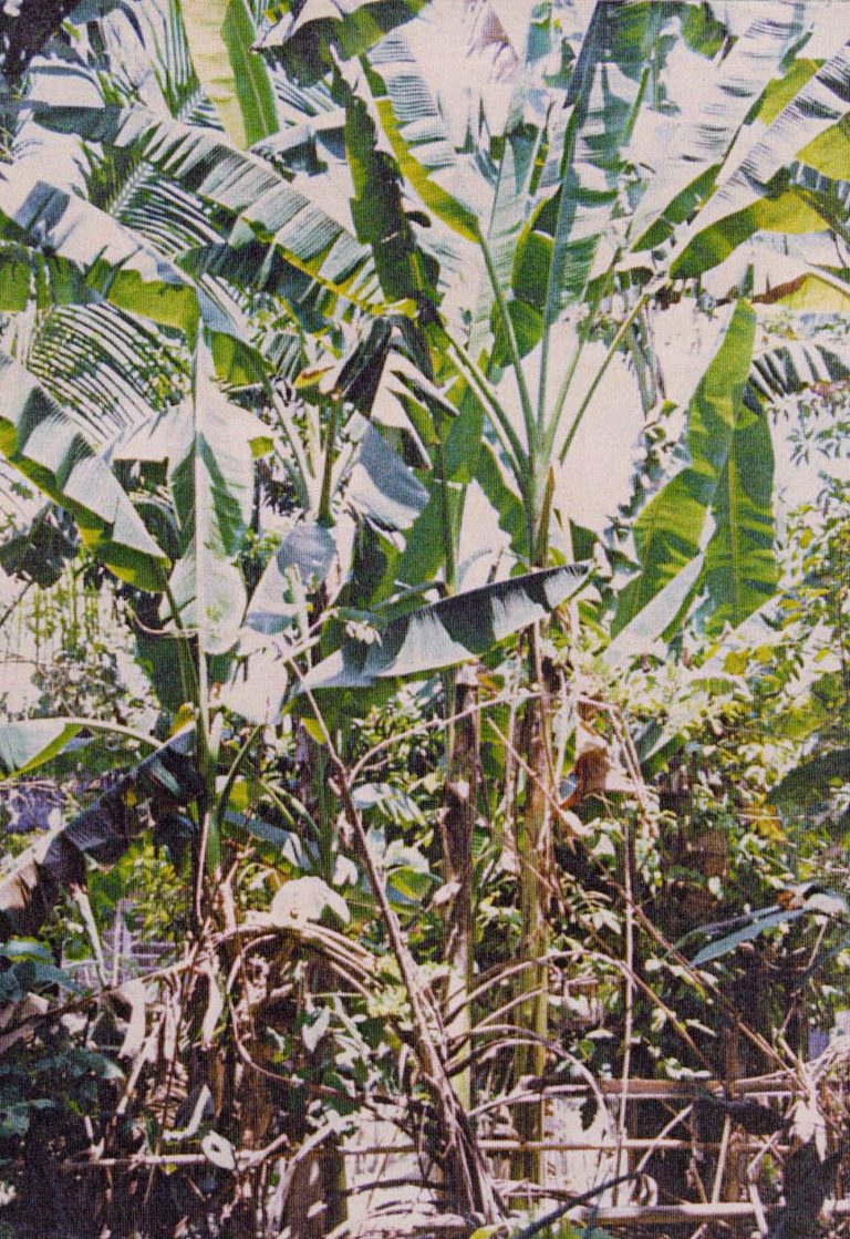 アバカ Abaca, Manila Hemp (マニラ麻) - フィリピンの女性支援フェアトレード「パクパクナティン」